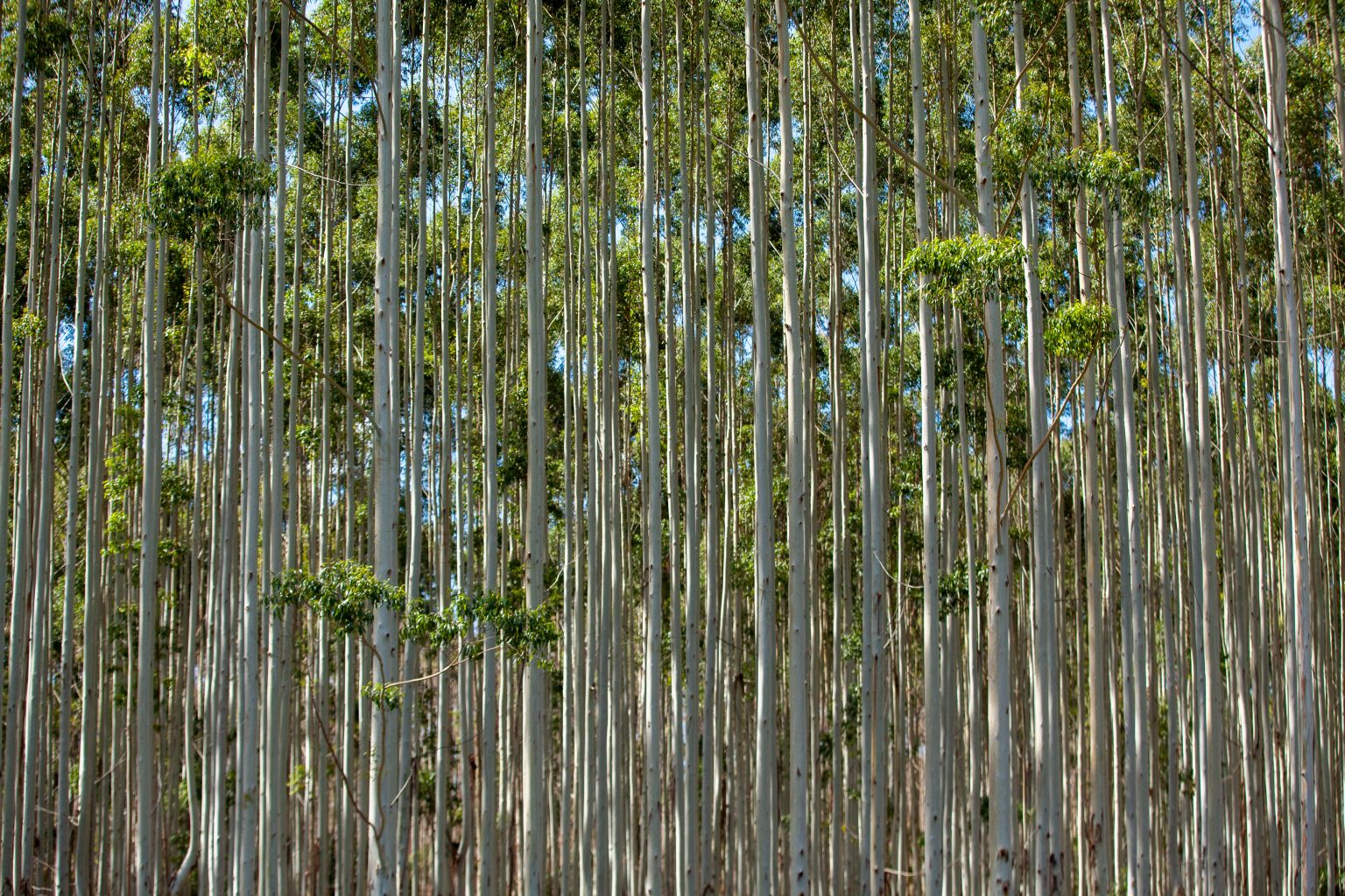 Revista Forestal - Revista Forestal