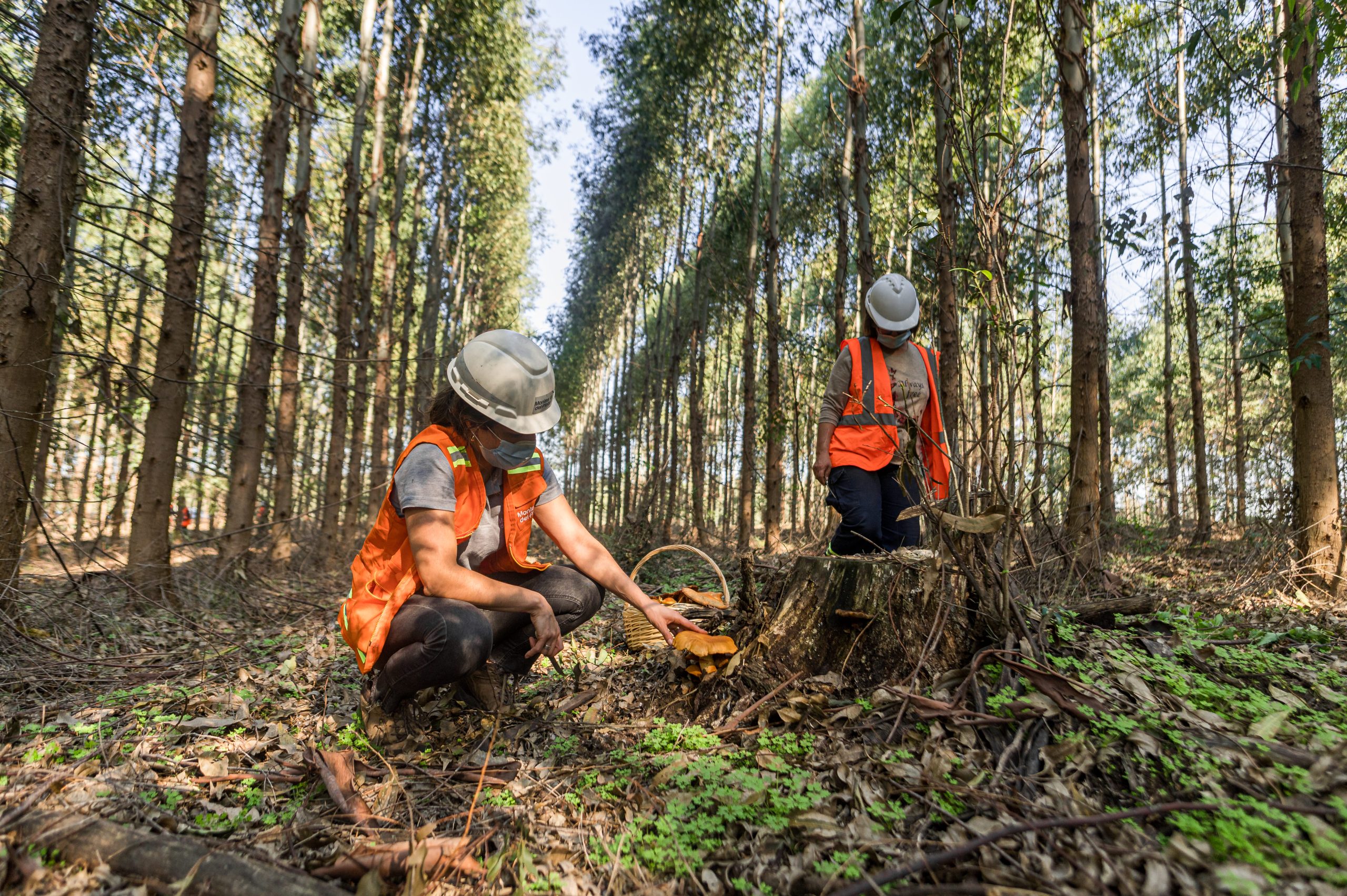 Por la Ruta del Hongo - Revista Forestal Revista Forestal
